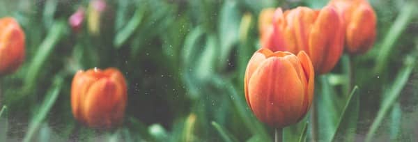 ShareFaith Media » Spring Forward Tulip Church PowerPoint – ShareFaith ... ShareFaith Media » Spring Forward Tulip Church PowerPoint – ShareFaith ...