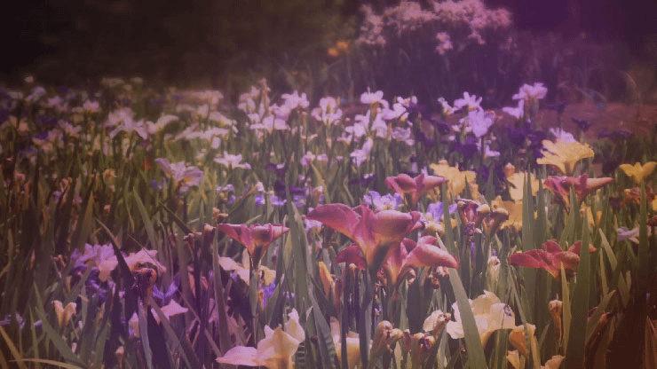 ShareFaith Media » Wildflower Collection: 9 – ShareFaith Media