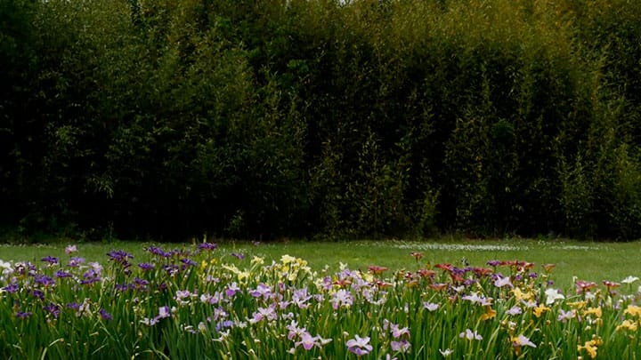 ShareFaith Media » Wildflower Collection: 9 – ShareFaith Media