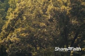 Wind Gently Blowing Trees