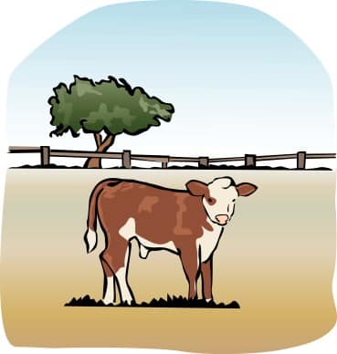 ShareFaith Media » The Fatted Calf – ShareFaith Media