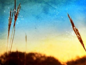 Wheat Worship Background – ShareFaith Media
