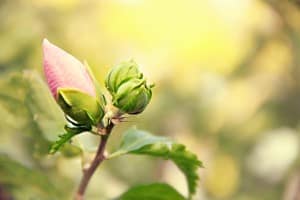 Rose Bud Christian Stock Photos – ShareFaith Media