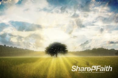 Tree in Field Christian Worship Video Background – ShareFaith Media