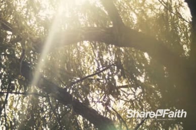 ShareFaith Media » Sunlight Through Tree Branches Christian Motion ...