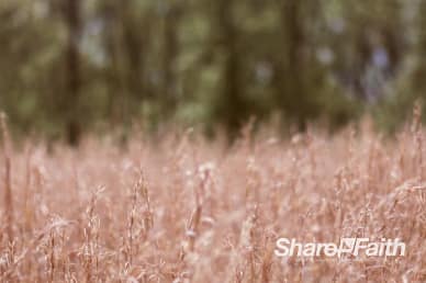 ShareFaith Media » Wheat Field Worship Motion Background – ShareFaith Media