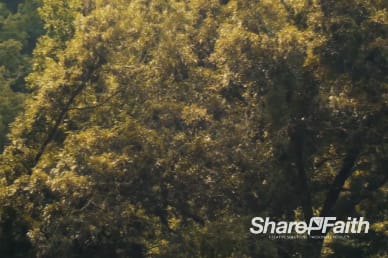 ShareFaith Media » Tree Branches Gently Blowing in the Wind Christian ...