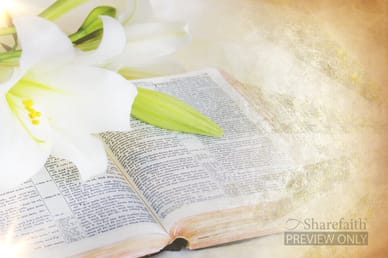 ShareFaith Media » Easter Lily Video Loop – ShareFaith Media
