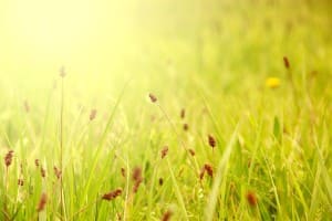 ShareFaith Media » Spring Blossoms Christian Stock Photos – ShareFaith ...