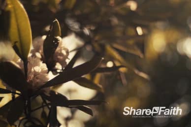 ShareFaith Media » White Cherry Blossom Tree Branch Motion Worship ...