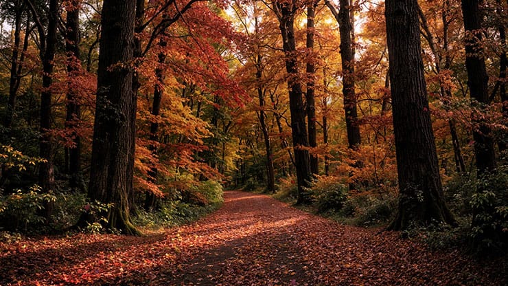 ShareFaith Media » Forest Fall Collection: Forest Fall 13 Motion ...