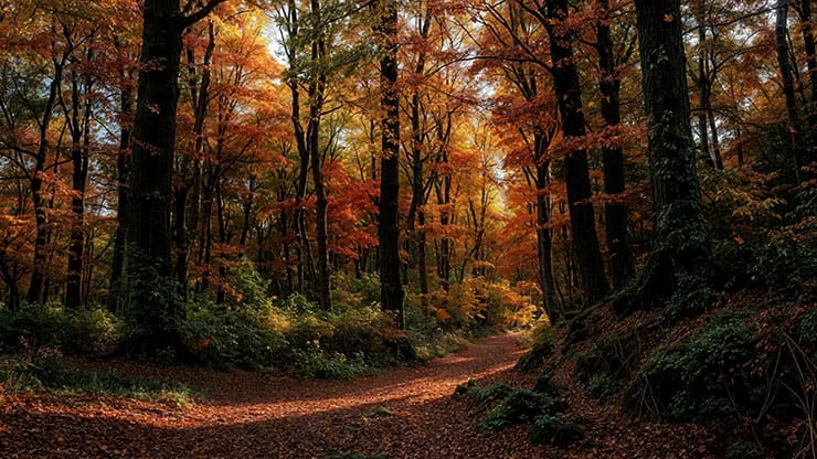 ShareFaith Media » Forest Fall Collection: Forest Fall 9 Motion ...